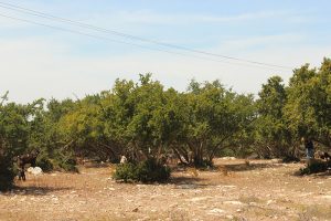 The Argan Tree | Oren Farm