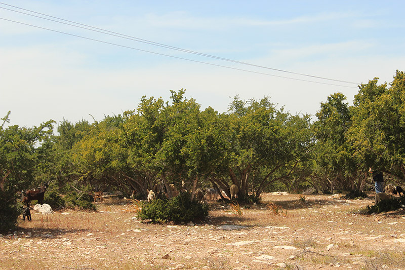 The Argan Tree | Oren Farm